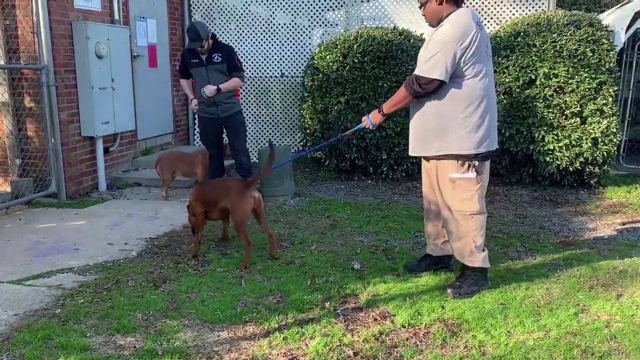 Lucky Dog Animal Rescue's Rogan - YouTube