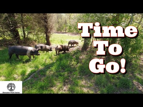 ESCAPE PROOF Pig Move - Pastured Pigs Rotationally Grazed - YouTube