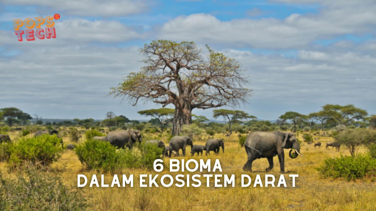 Popsctech : 6 JENIS BIOMA DALAM EKOSISTEM DARAT #10 - YouTube