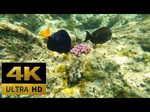 Pesci e coralli del Mar Rosso - Sharm el Sheikh 4K - YouTube
