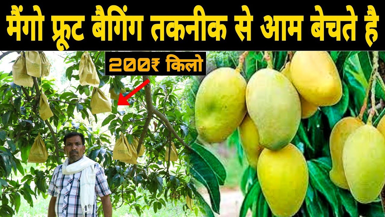 ये किसान कर रहा है 25 साल से आम की खेती | 🥭🥭 Mango Fruit Bagging ...