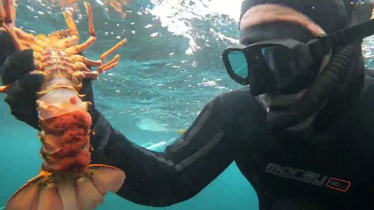 Time to get a Boat | Diving Paua & Crayfish | Porirua Wellington NZ ...