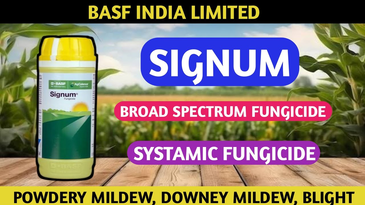 Signum fungicide | BASF signum fungicide | Signum fungicide uses👍 - YouTube