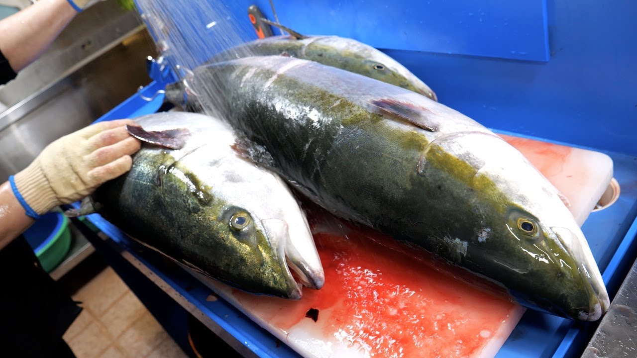 13 kg yellowtail fish, heavy even for an adult! delicious raw fish ...