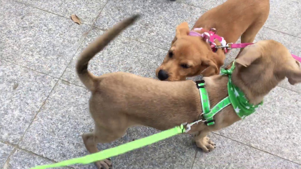 Koada is good with dogs - YouTube