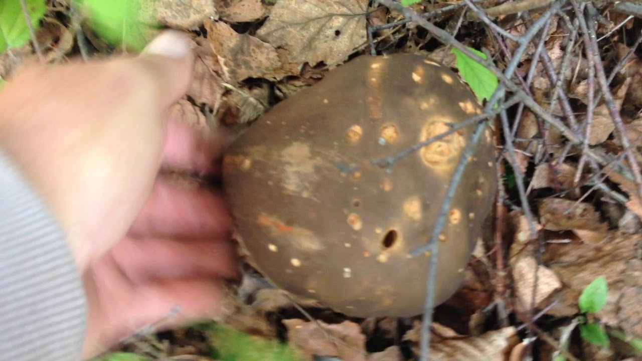 Gemelčička - Hríb dubový (Dubák) - YouTube