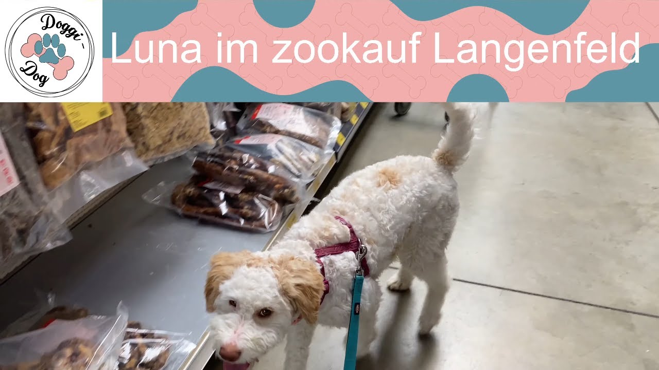 Luna Lagotto Romagnolo im zookauf Langenfeld auf Shoppingtour - YouTube