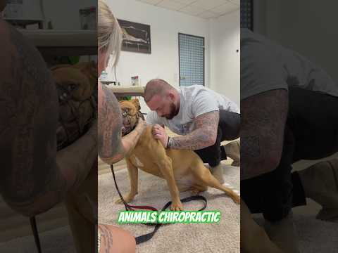 Animals Chiropractic 💚💚#asmr #dogshorts #hayvanlar #foryou #türkiye #help #love #dogs
