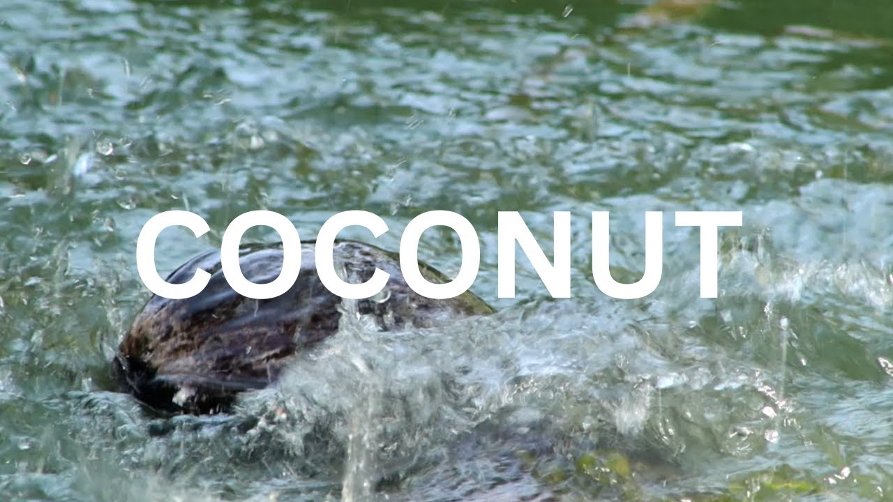 Mesmerizing Motion: Watch a Coconut Glide Gracefully Across the Water ...