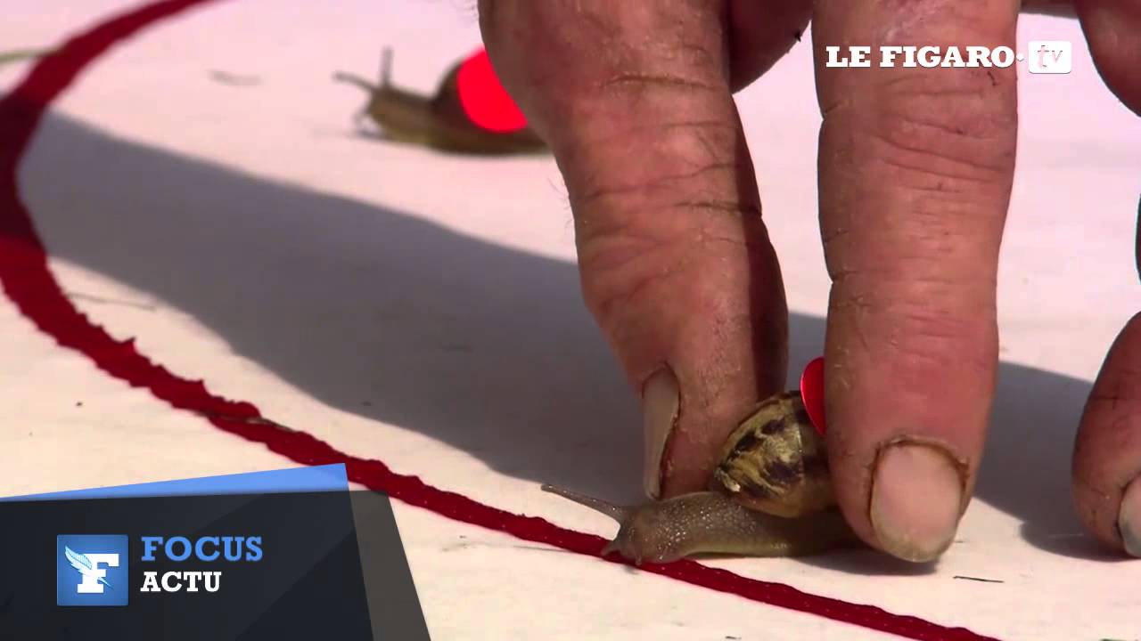 Les escargots ont eux aussi leur championnat du monde de course - Le ...