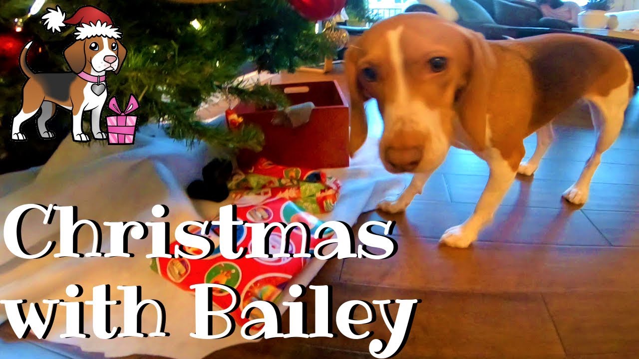 Christmas Morning with Bailey the Beagle - YouTube