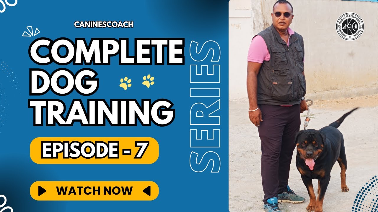 Episode -7 | Complete Dog Training Series | Down - Sit & Stand Commands ...