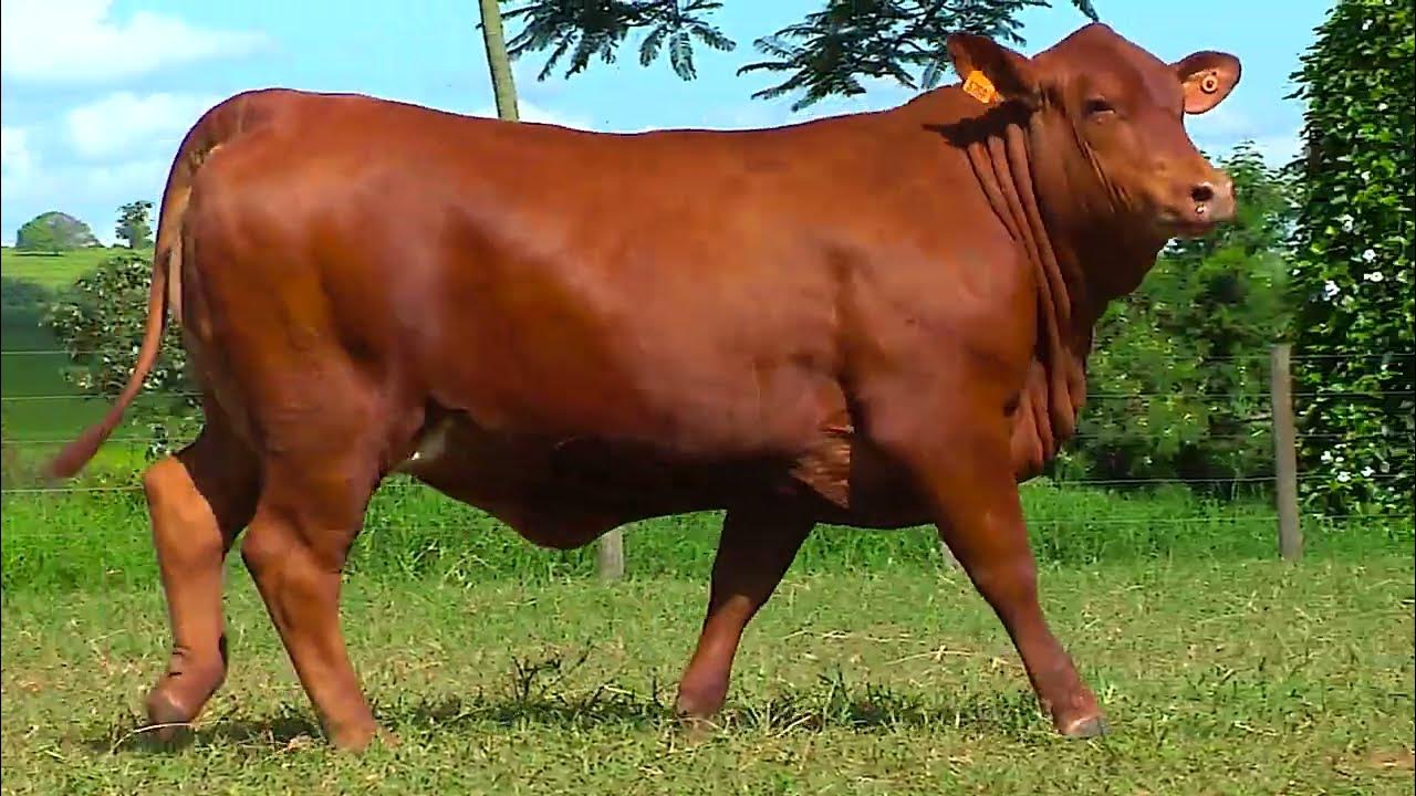 LOTE 58 ZT 5758 - YouTube