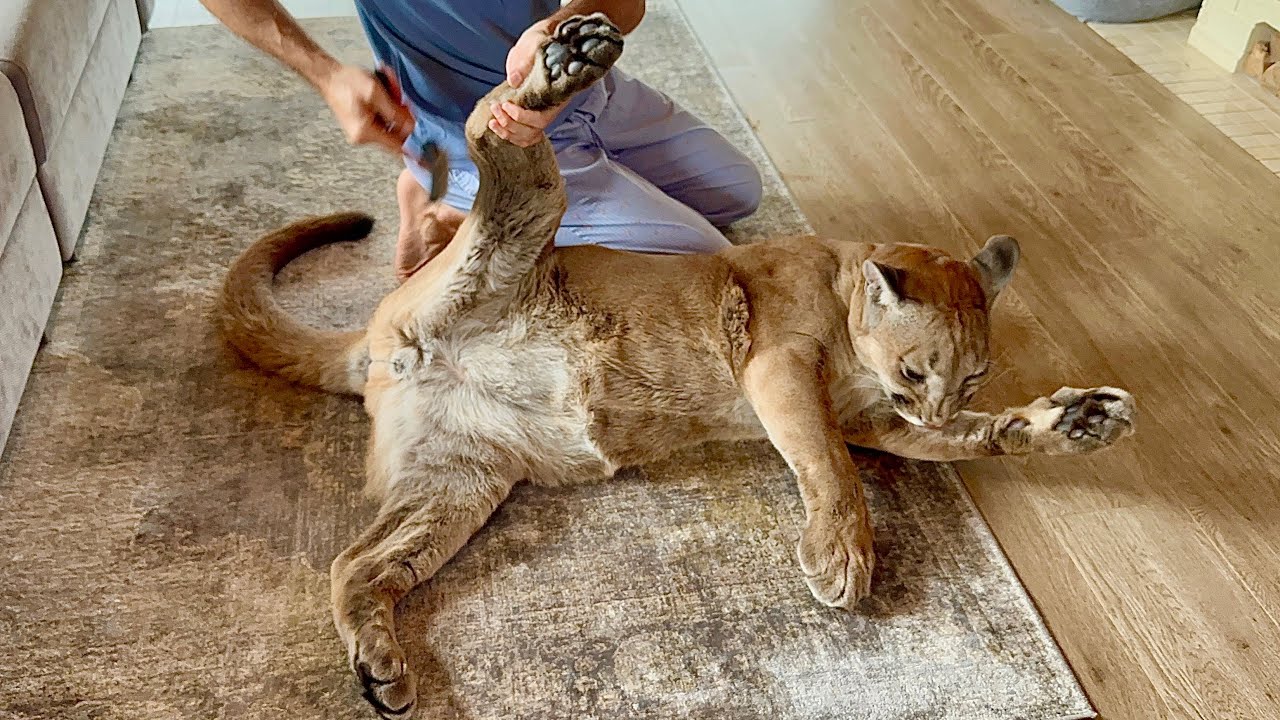 Зачем пума Месси грызёт лапы? | Уютный камин и пушистая пума - ASMR для ...