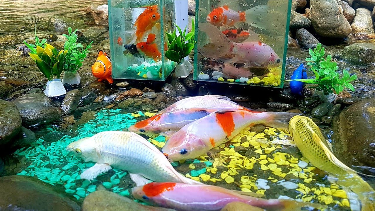 Mencari Ikan Hias, Ikan Cupang Asli, Ikan Koi Asli, Ikan Komet Asli ...