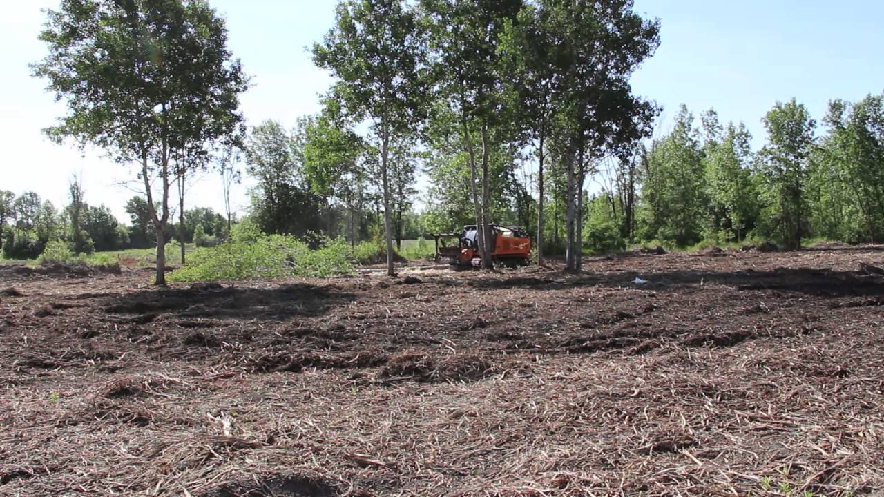 PT300 Tree Clearing Land Reclaiming - YouTube