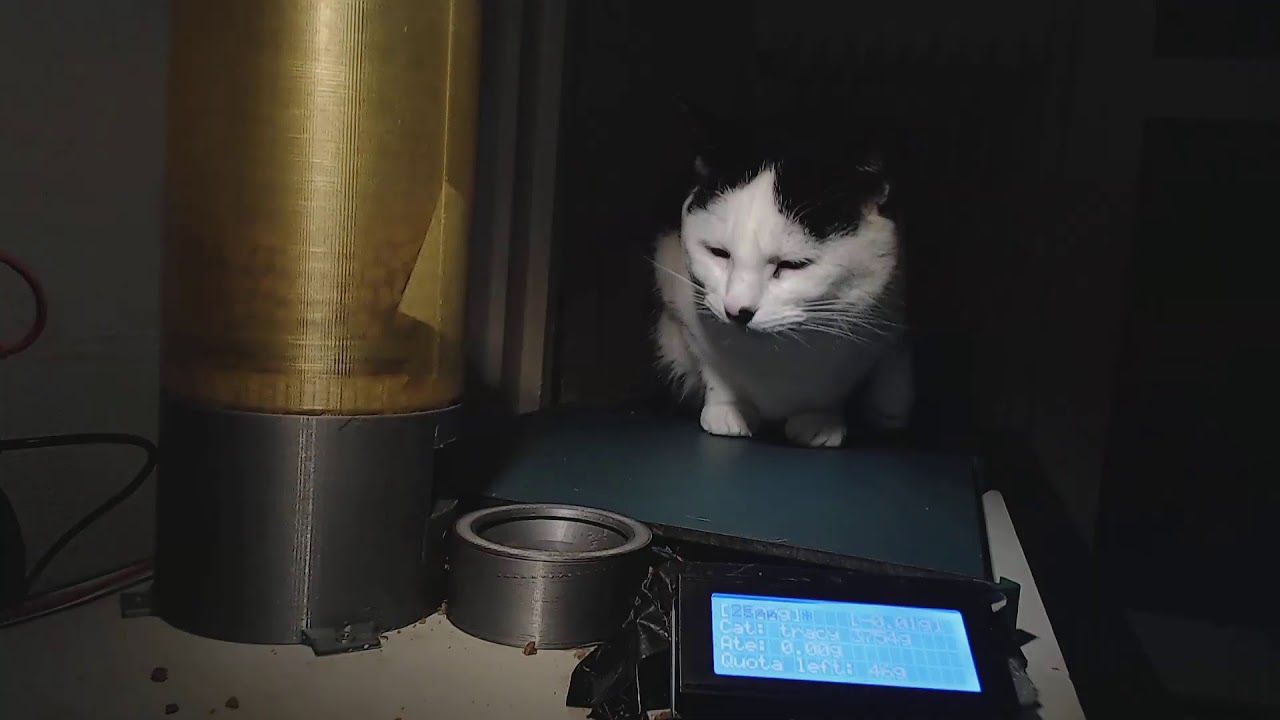 Live cat stream - YouTube