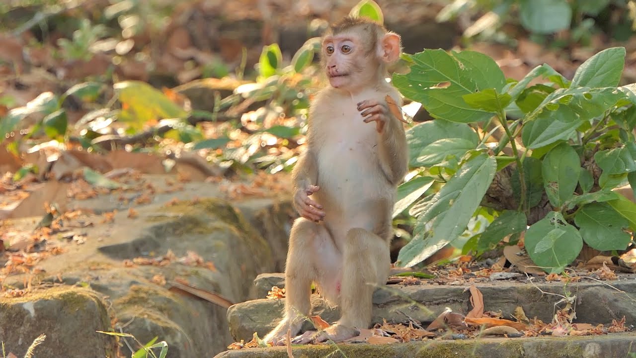 Angella's Heartfelt Welcome: The First Act for New Abandoned Monkey in ...