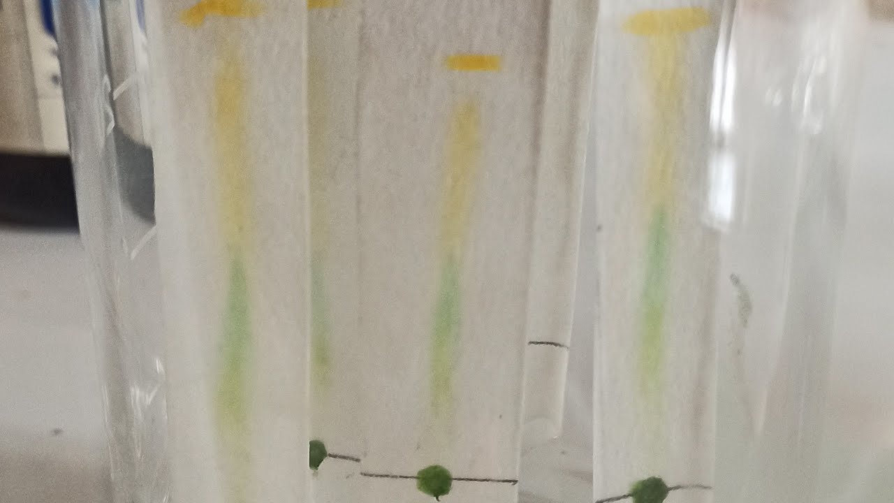 How To Separate Plant Pigments - YouTube