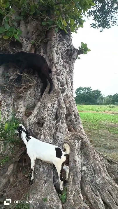 goat mind very fast 😂😂 - YouTube