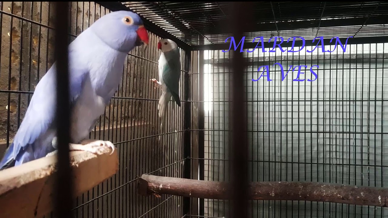 Breading Season 2021 Ringneck Chicks of Blue Cleartail X Violet Opaline ...