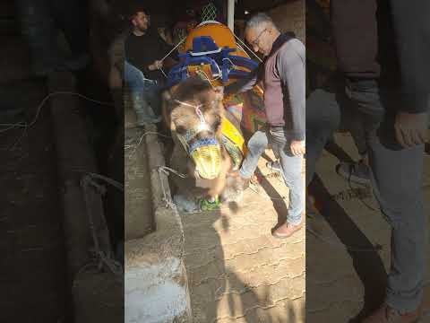 Deve Havutlama Töreni