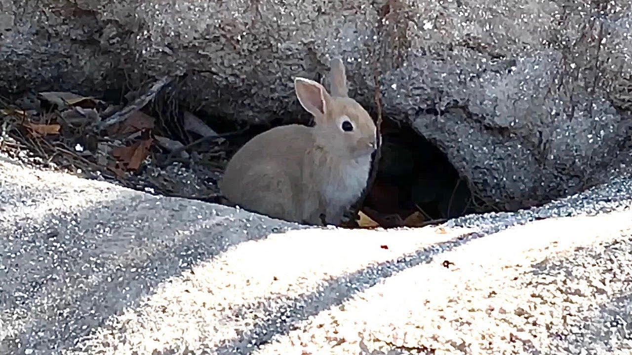 Baby rabbit escaping back to its burrow - YouTube