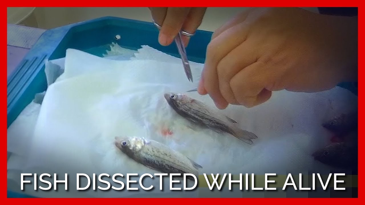 Fish Dissected Alive for Fish Farming - YouTube