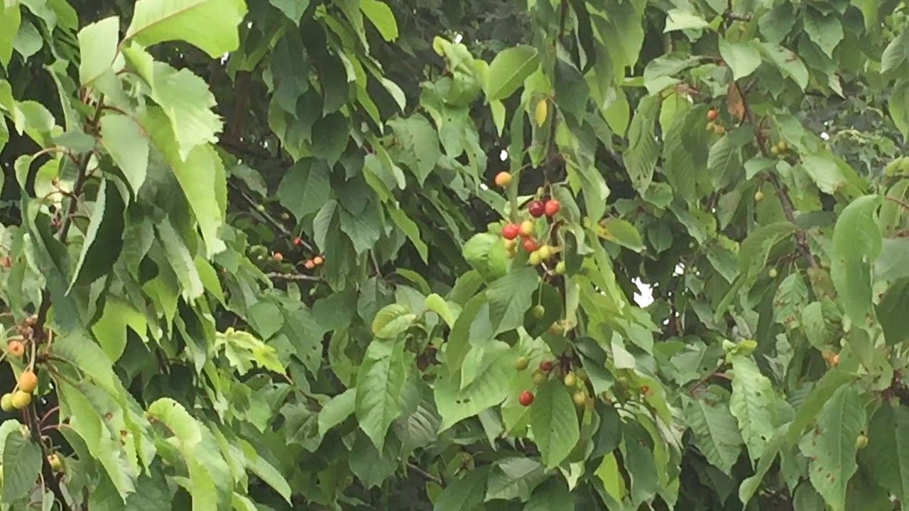 Koglomeratno drevo: divja češnja, glog in jesen - YouTube