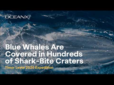 Blue Whales Are Covered in Hundreds of Shark-Bite Craters (Timor-Leste)
