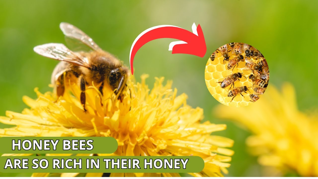The Magic of Honey Bees | Adventures in Honey and Pollination - YouTube