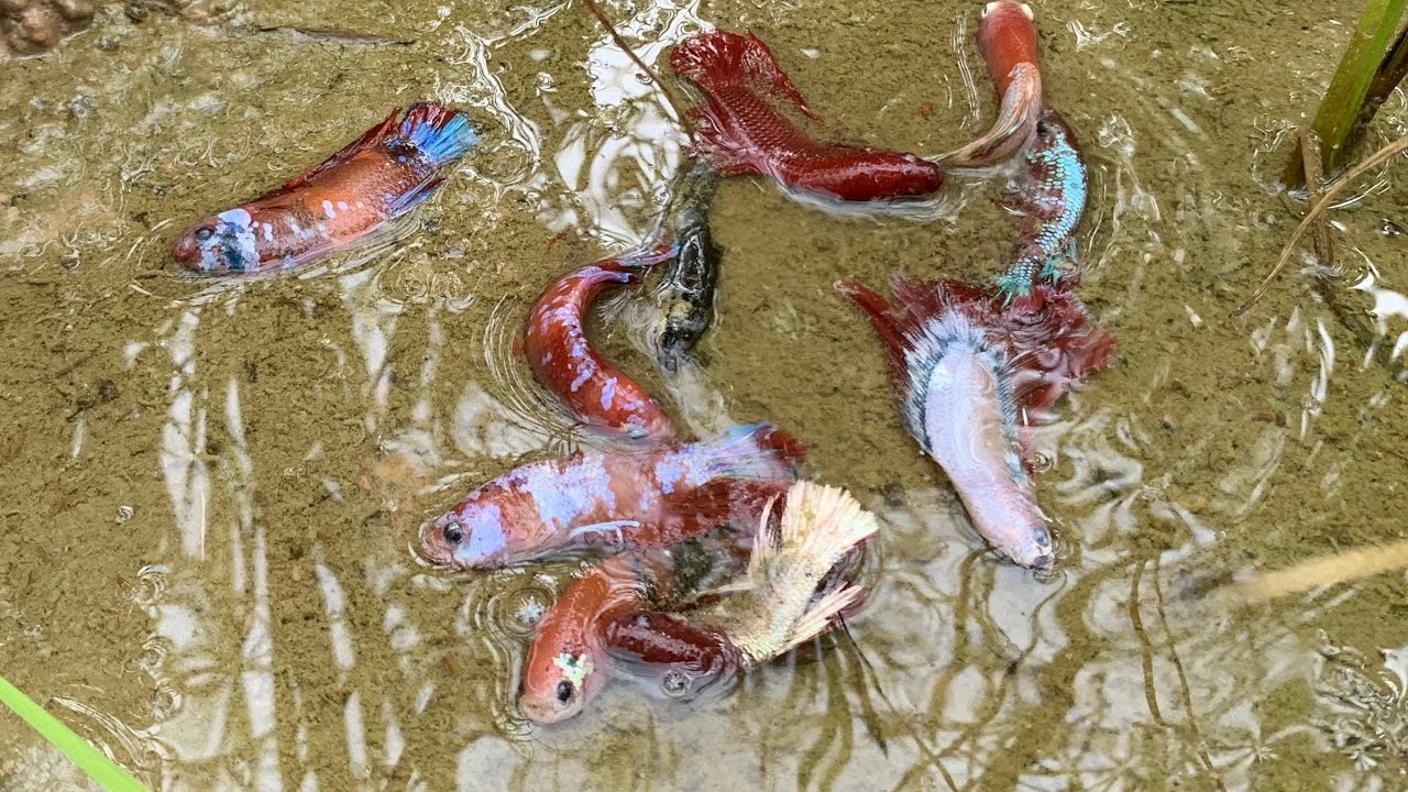 Wow So Amazing Beautiful fish a lot Find and Catch Delta, Double Tail ...