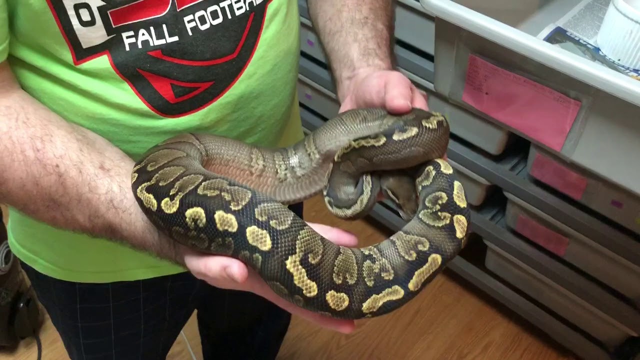 Some first time breeder female ball pythons for this season 2017-2018 - YouTube