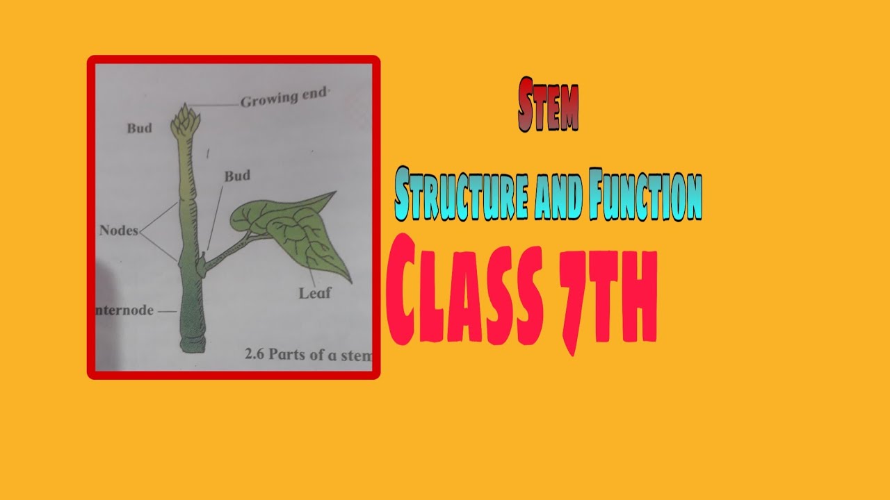 Stem Of Plant YouTube stem-of-plant-youtube