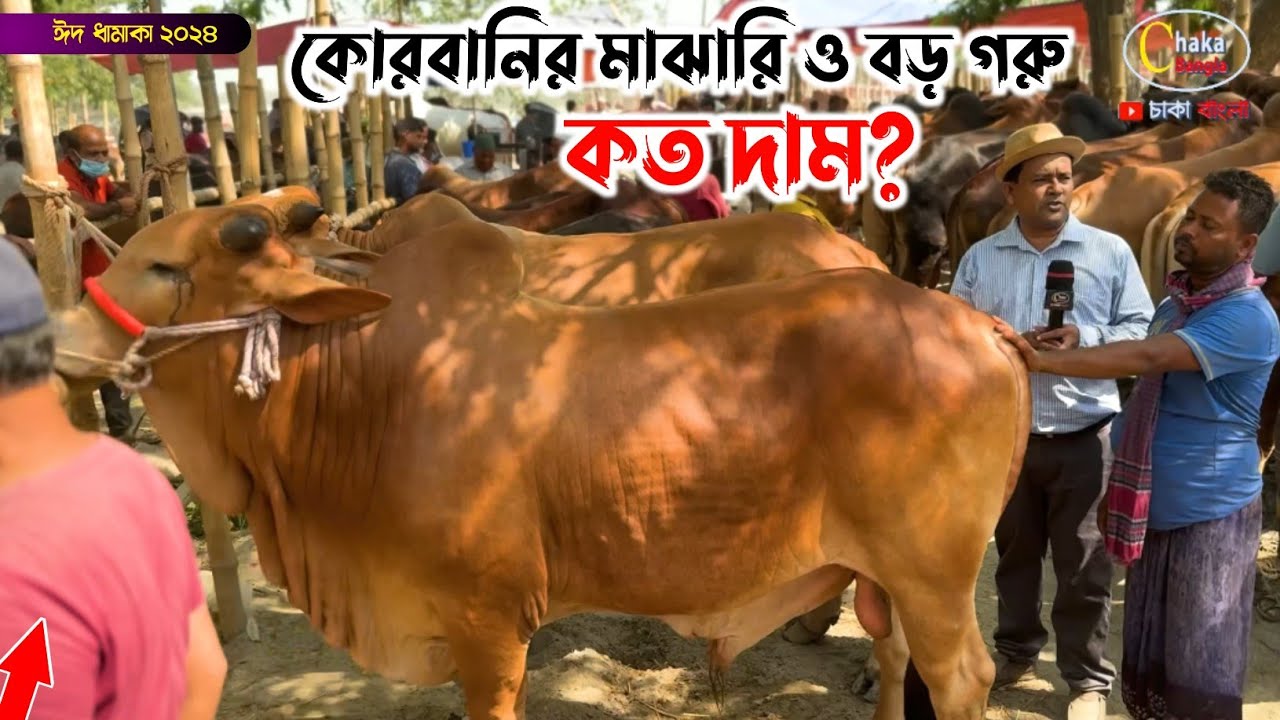 ২০২৪ কোরবানি উপযোগী মাঝারি ও বড় গরু গুলো কেমন দাম চাচ্ছে হযরতপুর হাটে ...