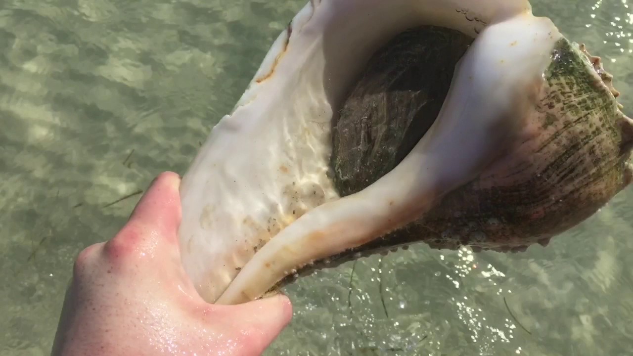 Beautiful Wildlife On Florida Sandbar - YouTube