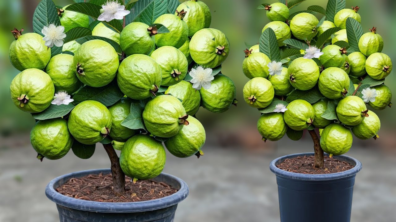 Great Tip for Growing Guava in Small Pots from cutting for beginner ...