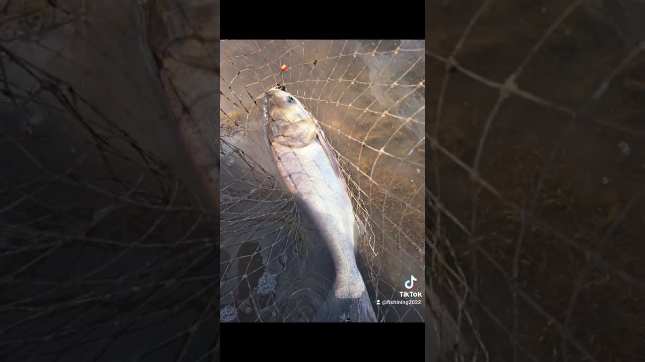 novac pe balta privata octombrie 2022 @Ro Fishing 😉☺️ - YouTube