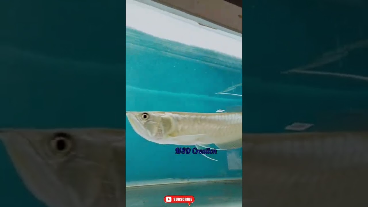 Beautiful White Arowana Fish || Arowana Fish Enjoy the Video || MSD ...