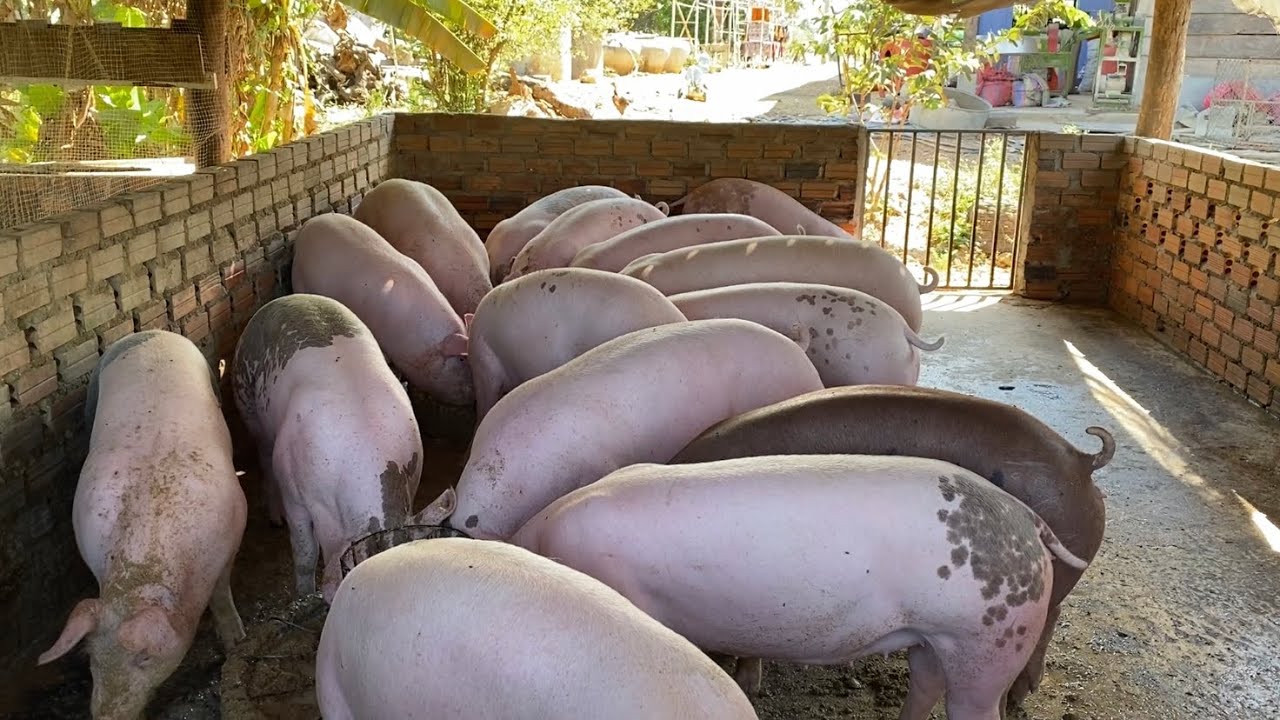 Raising and feeding pigs in a small family - YouTube