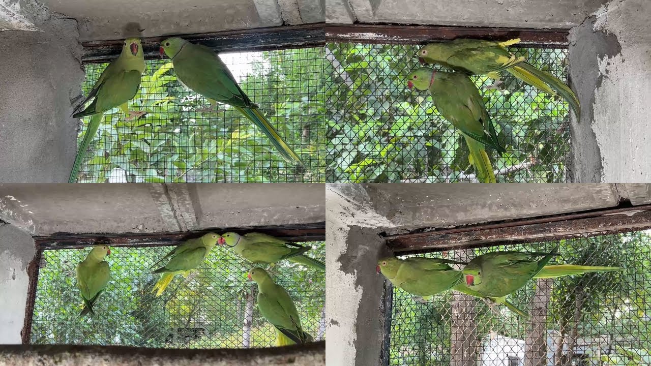 Desi Green Parrots | Desi Kathon ka Breeding Setup | Green Parrots ...