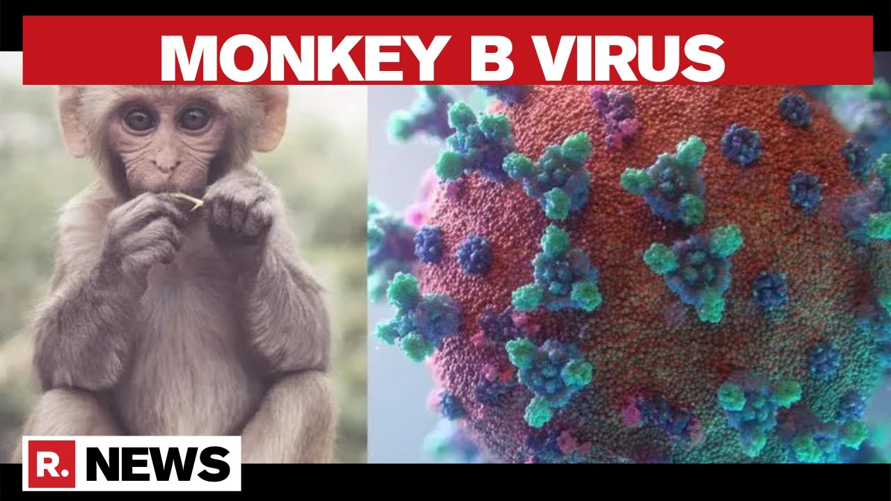 Monkey B Virus: Causes, Symptoms, And Mode Of Transmission; Everything ...
