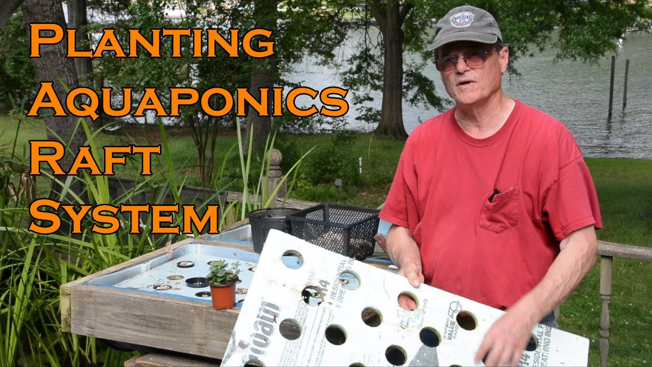 Planting an Aquaponics Raft System - YouTube