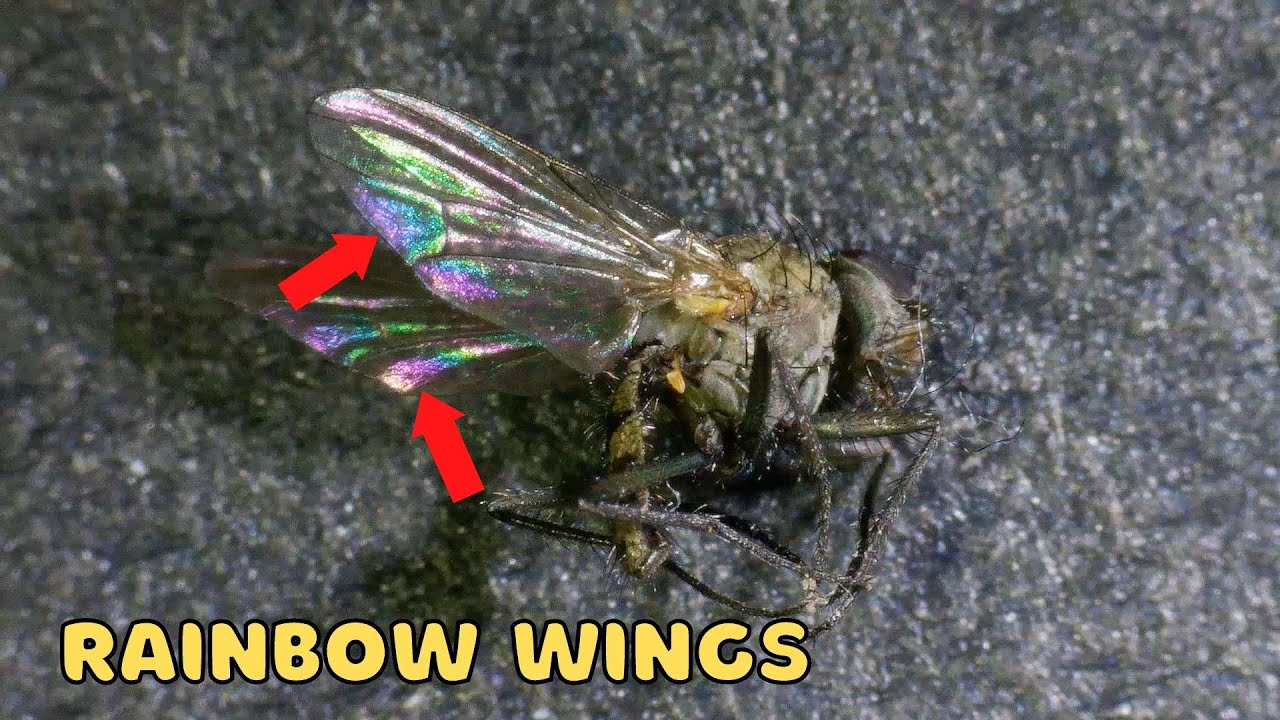 Dead Fly Under a Microscope - YouTube