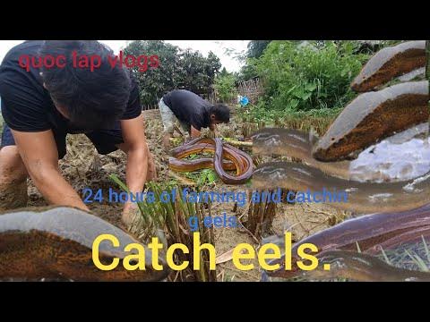 Catching eels during the harvest season.#Harvest giant eels. - YouTube