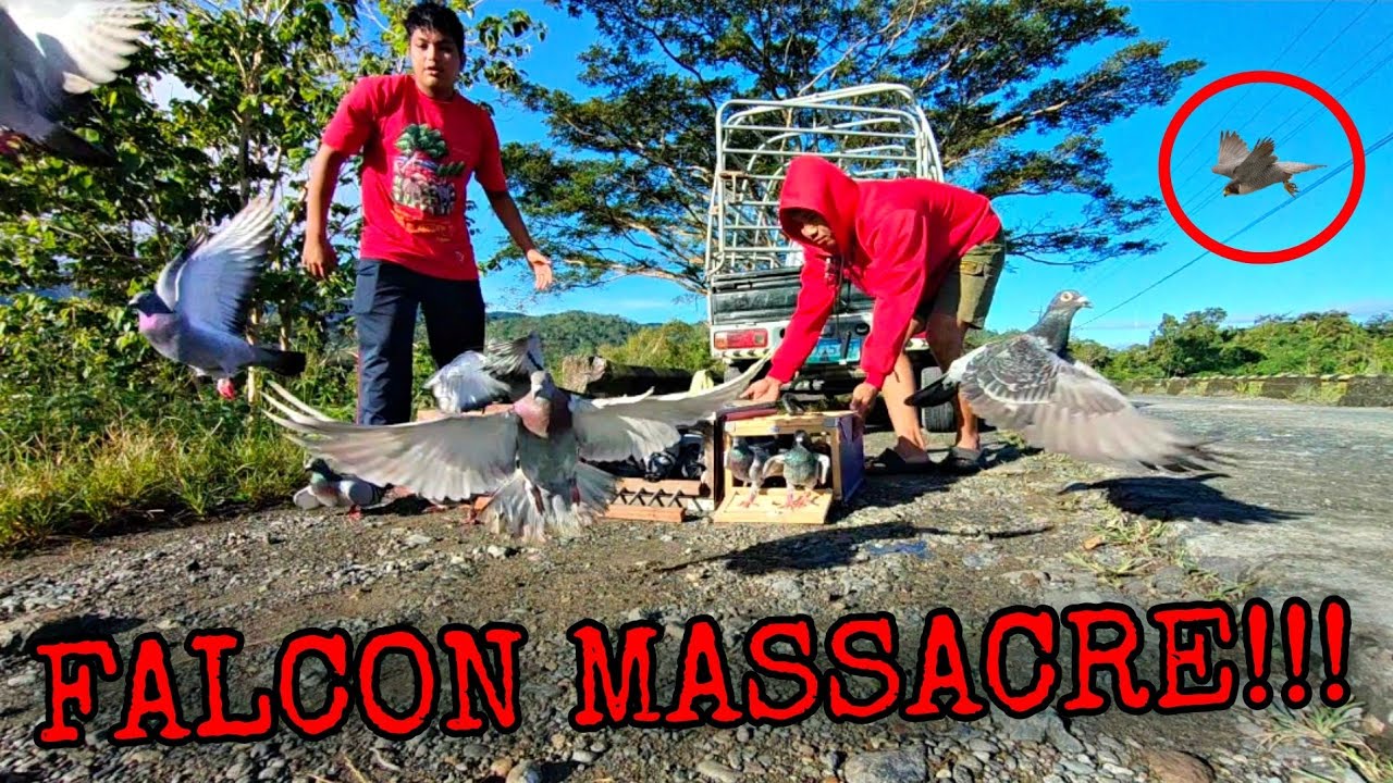 ISANG LINGGONG PREPARASYON, ISANG ARAW LANG NG FALCON! WALANG NATIRA SA ...