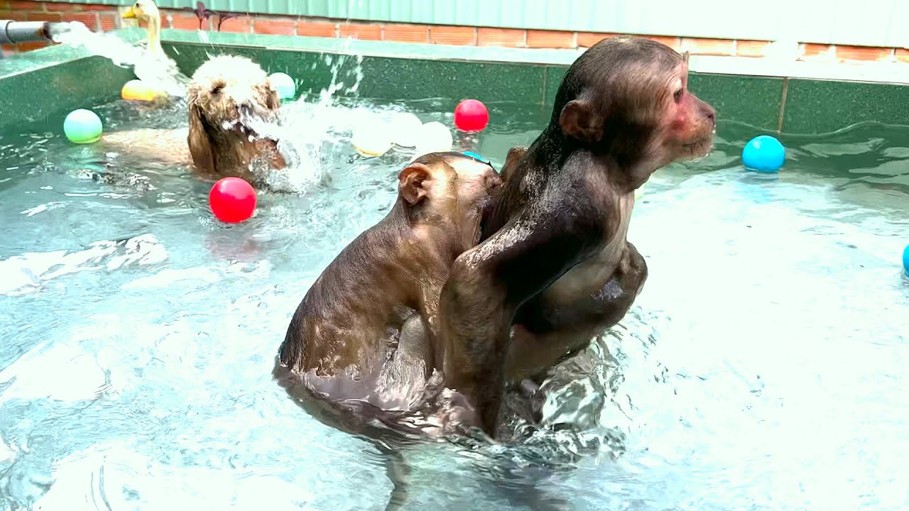 Monkey Sam bit Asher in the pool like - YouTube