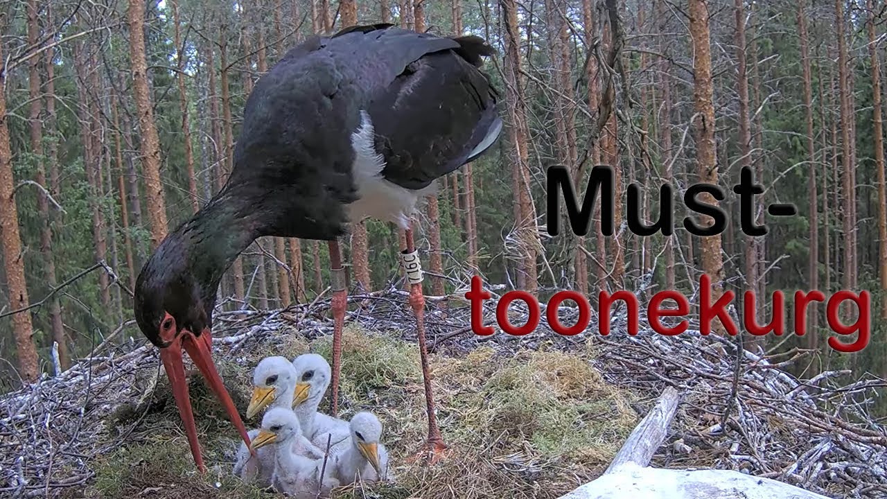 Black Storks Nesting - 2024