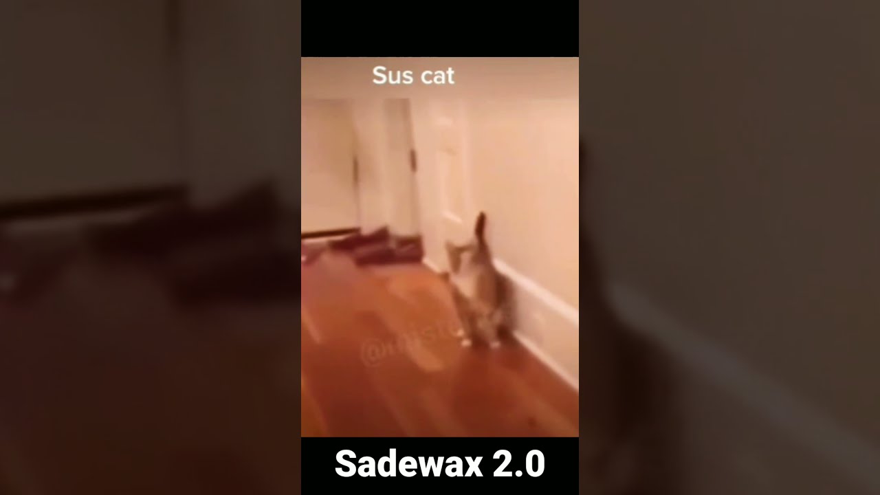 Funny Cat Video | Cats Funny - Sus Cat #shorts - YouTube