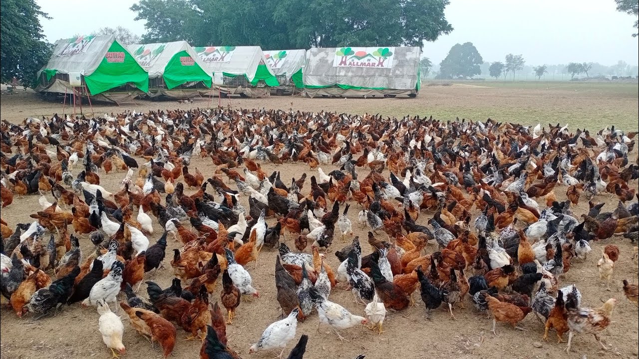 Free range hen farming in Pakistan / golden misri hen farming - YouTube